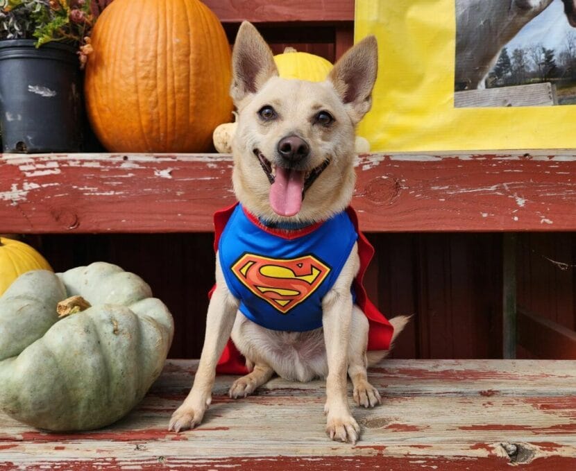 PET FUNNY CUSTOMS -SUPERMAN FOR MIDDLE DOGS – Happet
